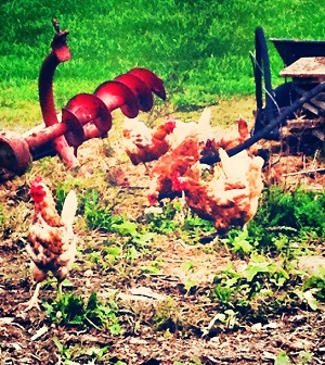 Survival Gardening: The Role Weeds Play In The Growing And Camo Process ...