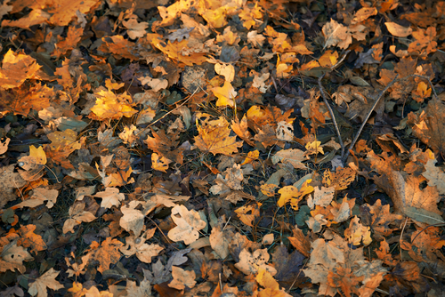 7 Ways To Use Leaves For Survival – Preparedness Hub